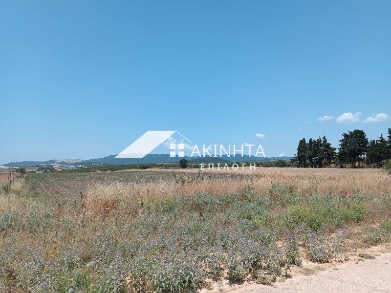 Car.gr - Αγροτεμάχια 6.600 τ.μ. για πώληση, Εβρος, Αλεξανδρούπολη